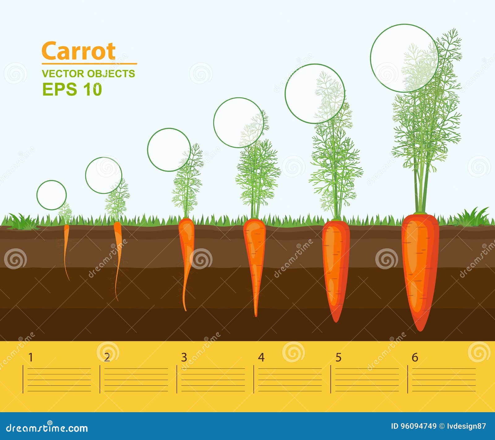 🥕 ¡Descubre el Ciclo de Vida de las Zanahorias en Tu Jardín! 🌱