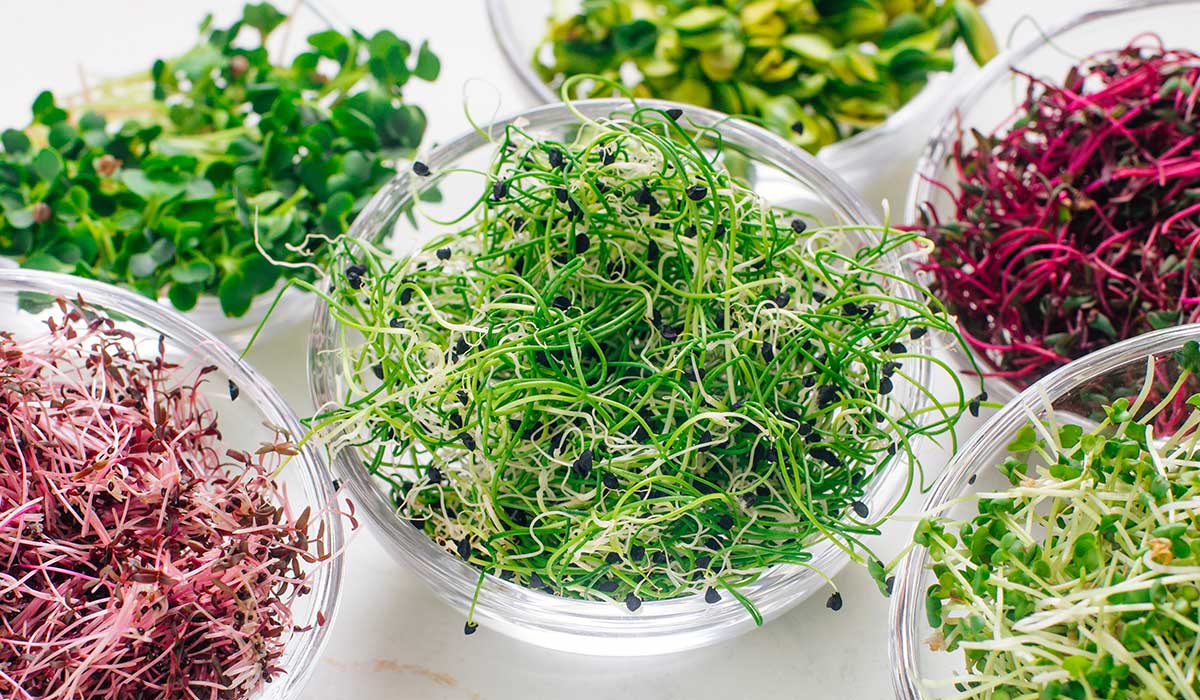 🥗 ¡Descubre Cómo Combinar los Germinados Más Ricos con Verduras! 🌱