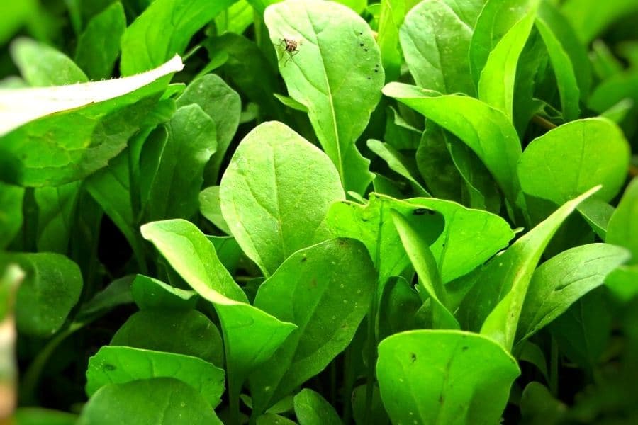 🥗 ¡Descubre las Sorprendentes Características de la Planta de Rúcula! 🌱🌟