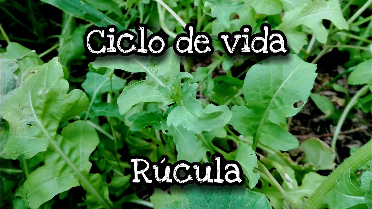 🥗 ¡Descubre el Ciclo de Vida de la Rúcula y Su Secreto al Trasplante! 🌱