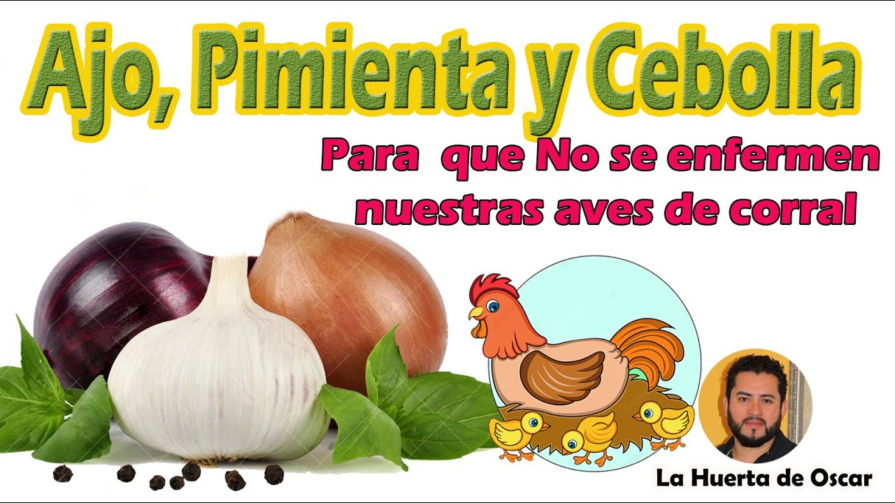 🥚 Cebolla y Ajo para Gallinas: ¡Descubre su Poder Mágico! 🐔💚