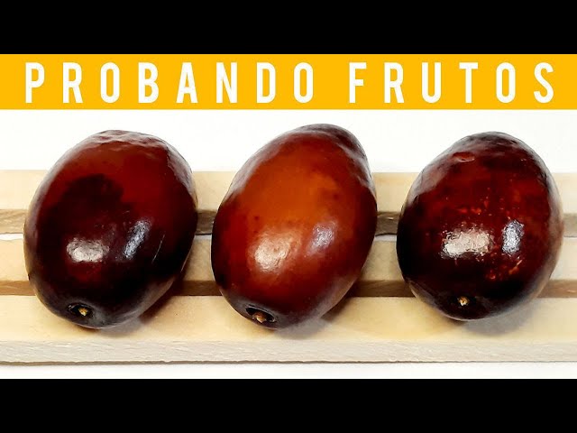 🥜 ¡Descubre la Sorprendente Alimentación de un Jinjolero Joven! 🌟🥳