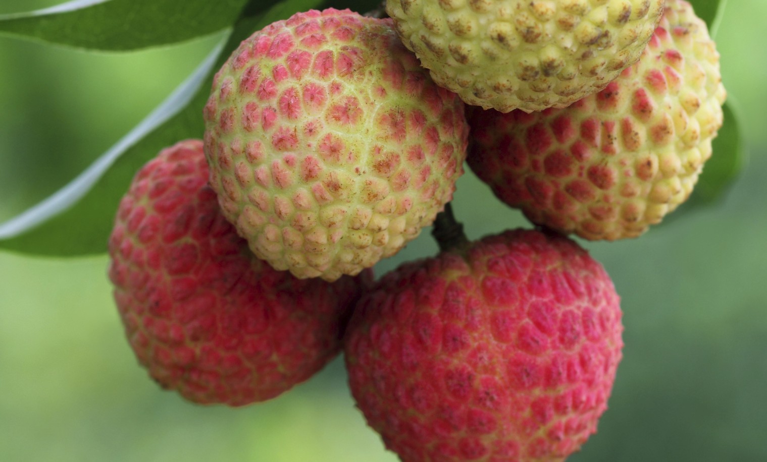 🥭 ¡Descubre el Almacenamiento Adecuado de Lichis! 🍑🥡 Tips Increíbles Aquí.
