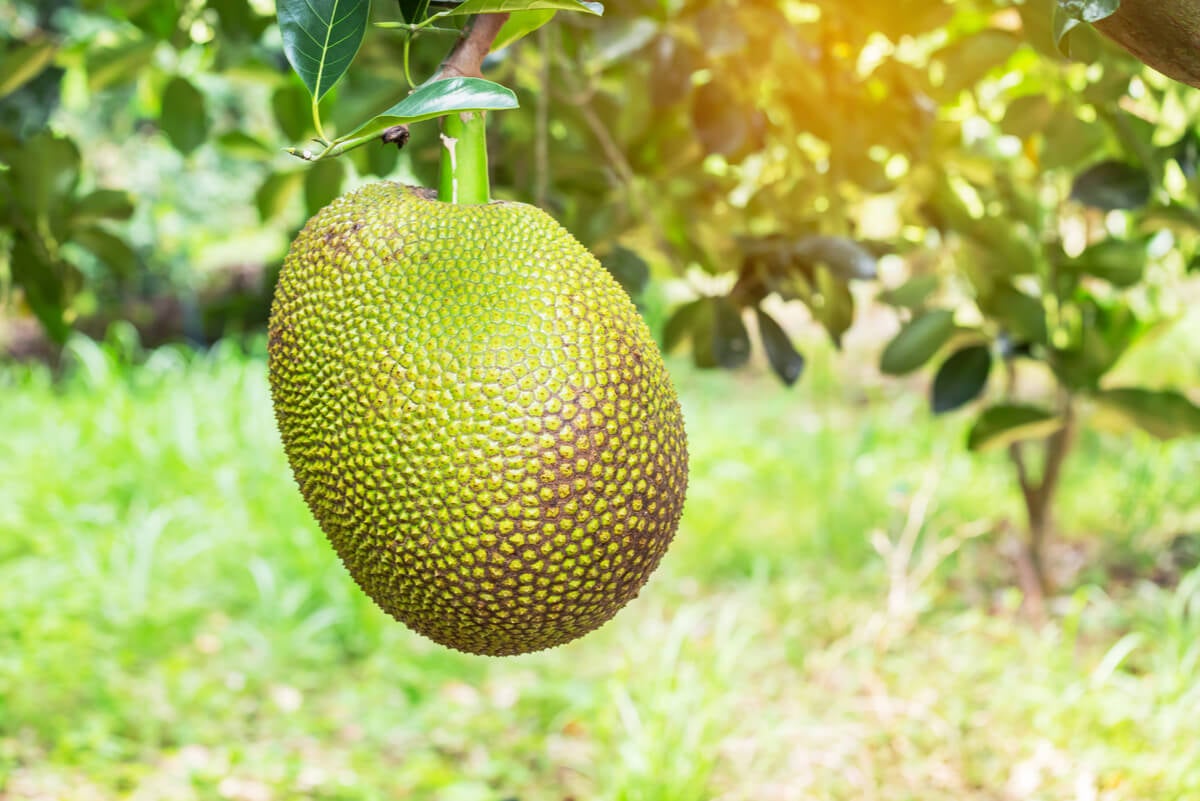 🥭 ¡Descubre los Alimentos que Potencializan los Efectos de la Yaca! 🌱💪