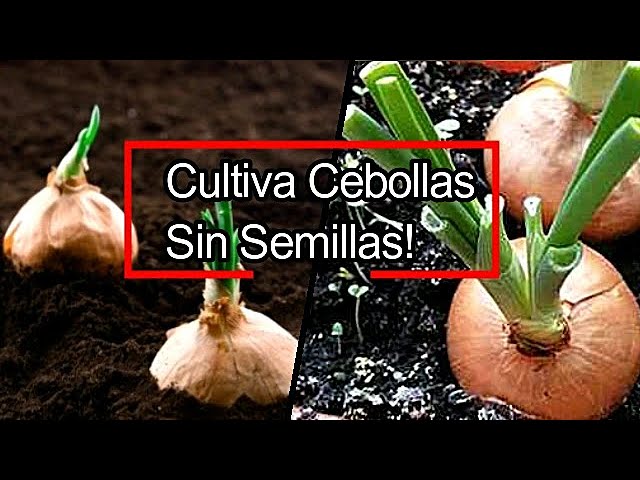 🥳 ¡Descubre Cómo Germinar Cebolla Blanca en 5 Sencillos Pasos! 🌱