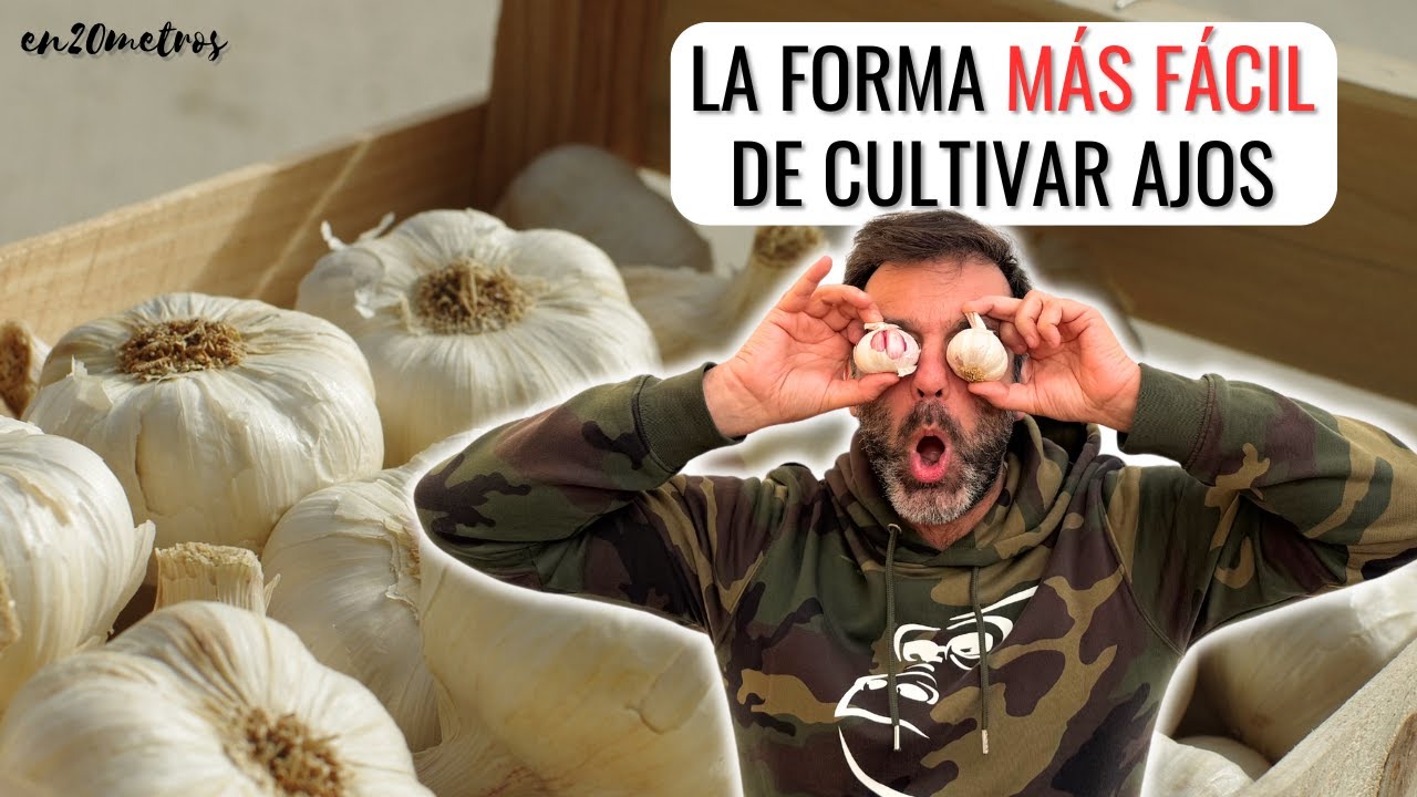 🧄 ¡Descubre Ajos! Guía Completa para Principiantes con Fotos 📸