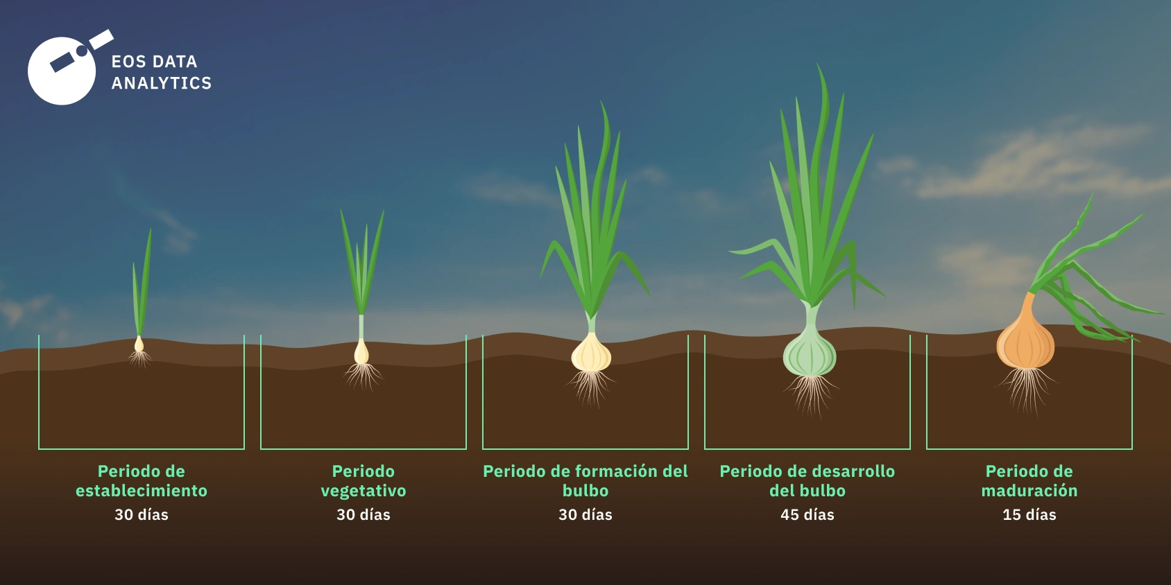 🧅 ¡Descubre el Crecimiento de la Cebolla en Solo Días! 🚀