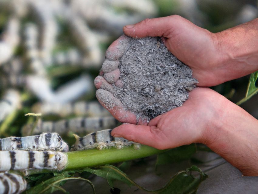 🪵 ¡Descubre cómo la ceniza de madera puede ahuyentar plagas! 🌿🚫