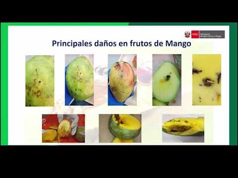 ¡Fruta RÁPIDA en 34 días! 🤯 Control de Plagas ️ Cosecha Temprana 🚀