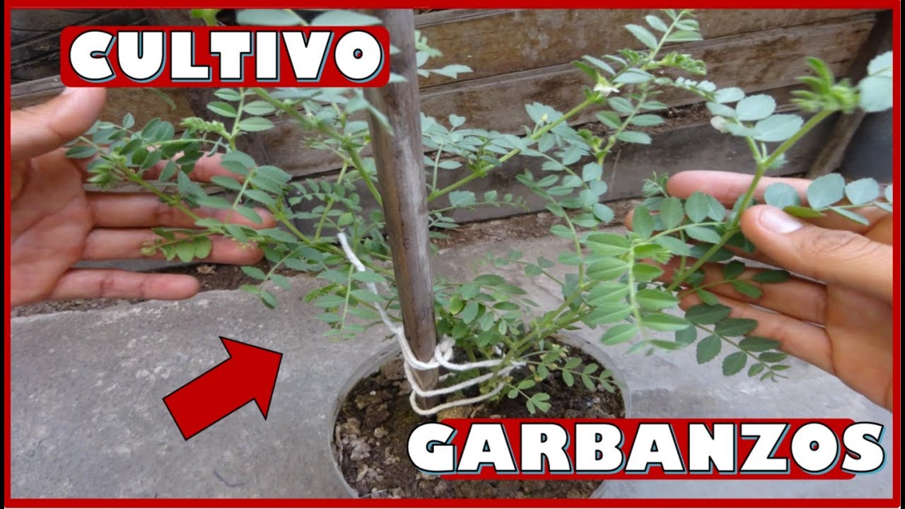 ¡Garbanzos GIGANTES en macetas! 🌱 ️ Abono orgánico SECRETO 🤫