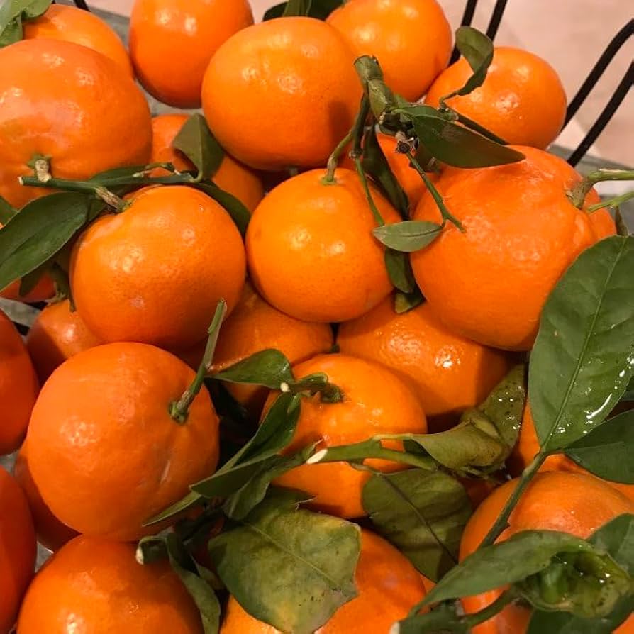 ¡Mandarinas GIGANTES! 🚀 Abonos Orgánicos para Crecimiento RAPIDO 🍊