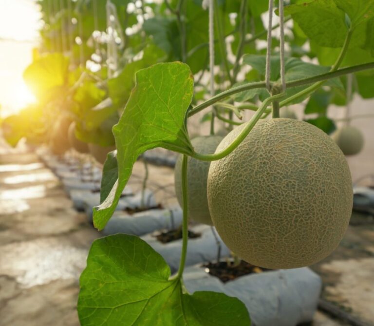 🌱 ¡Descubre las Técnicas Avanzadas para Aumentar la Producción de ...