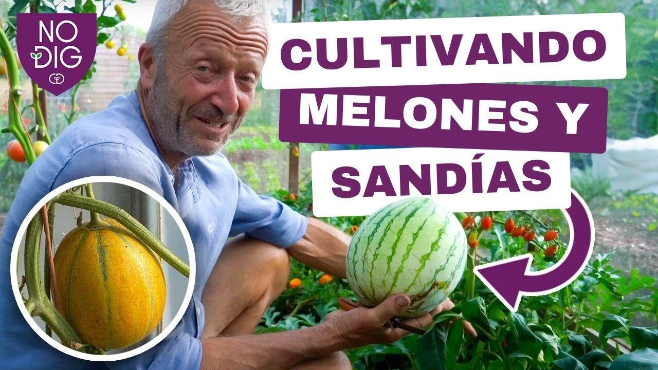 ¡MELONES GIGANTES! 🍉 Profundidad IDEAL para sembrarlos 👉 ¡Descubre el ...