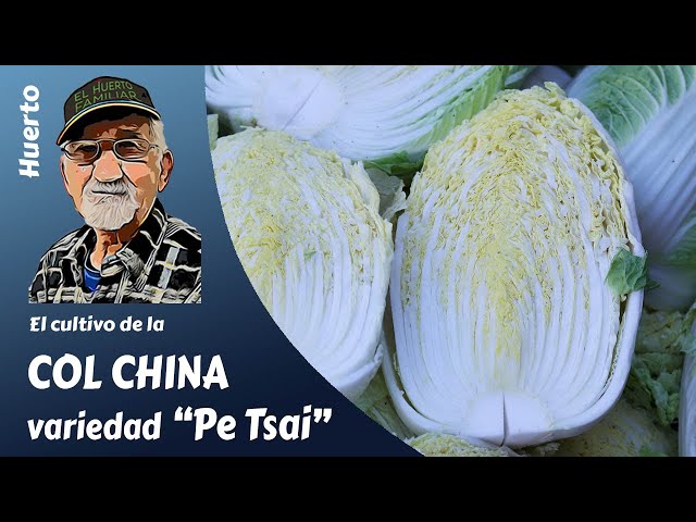¡Profundidad IDEAL para tu Col China! 🥬🌱 ¡Descubre el SECRETO!