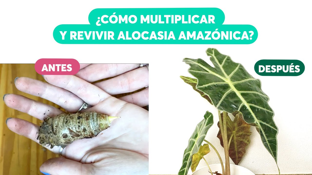 ¡Reproduce tu Alocasia Wentii! 🌱 esquejes en AGUA 💦 ¡Fácil!
