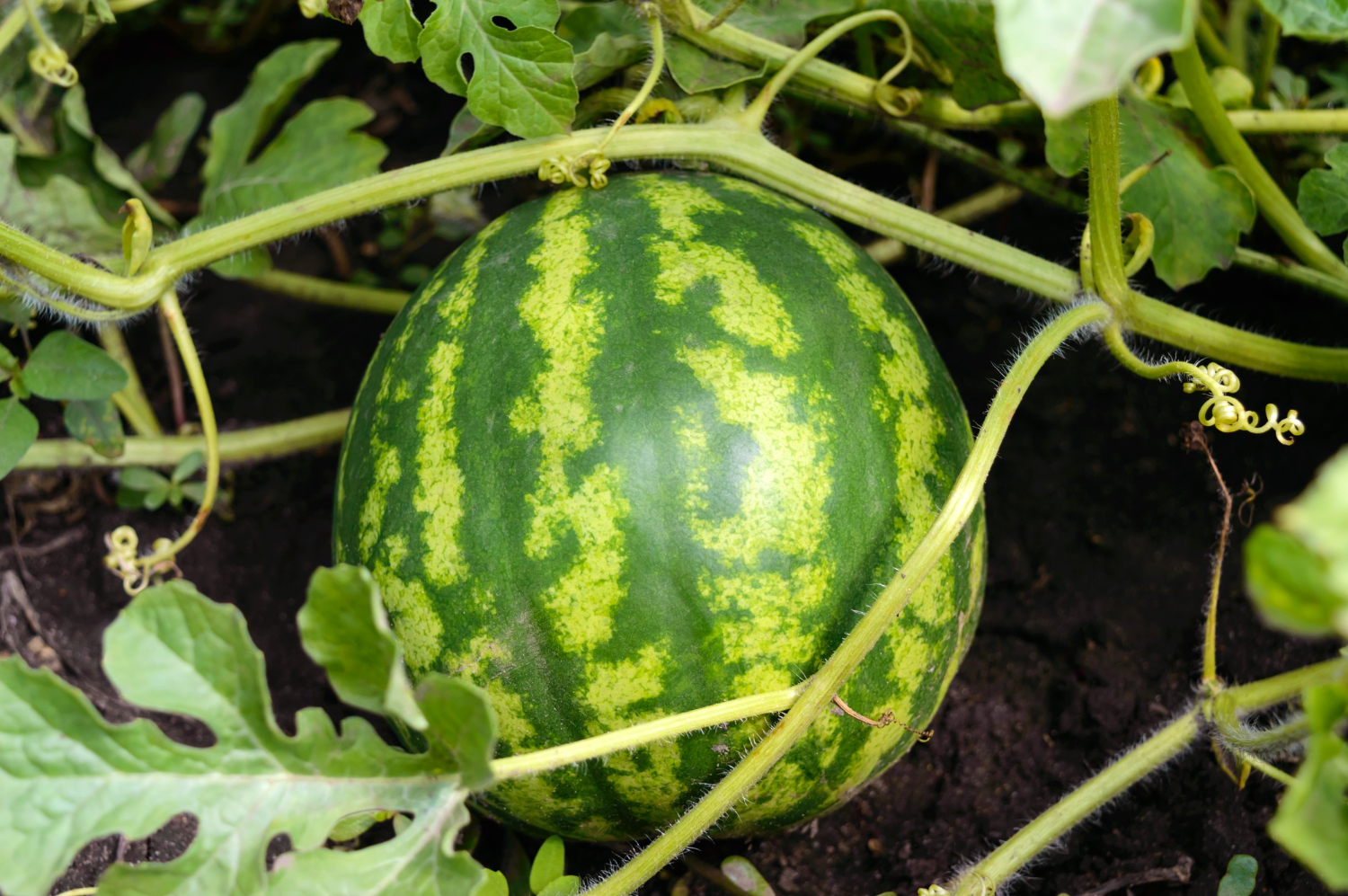 ¡Sandías GIGANTES! 🍉 Guía Abono para Principiantes 🚀